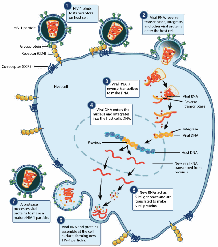 HIV And Immunity: How Science Shapes Public Health Strategies ...